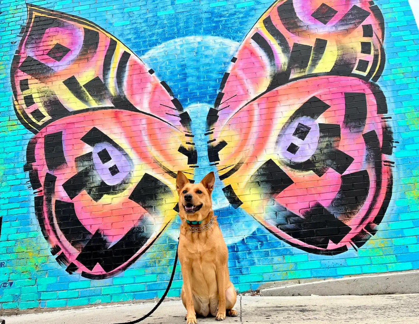 Dogs Pose with Murals for Training | Sprocket Mural Works